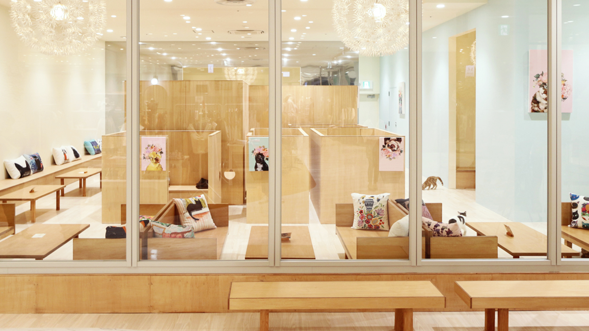 高崎にある猫カフェがよりまったりと寛げる空間へとリニューアル！ 25頭の猫ちゃんたちと、ゆっくり触れ合いたい！ | アーバンライフメトロ ...